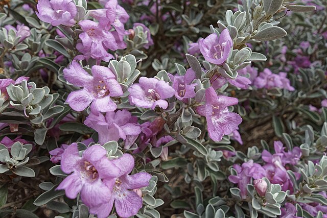 16 Plants That Thrive In Desert Conditions - The Garden Magazine