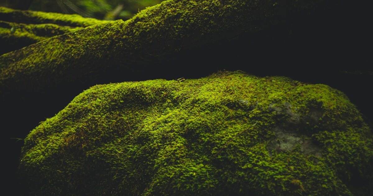 10 Ways To Make A Moss Garden - The Garden Magazine