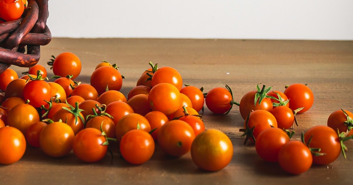 10 Easiest Tomato Varieties To Grow For Beginners - The Garden Magazine