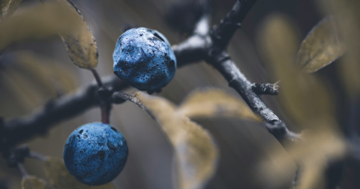 16 Plants That Have "Supernatural" Meanings and History - The Garden ...