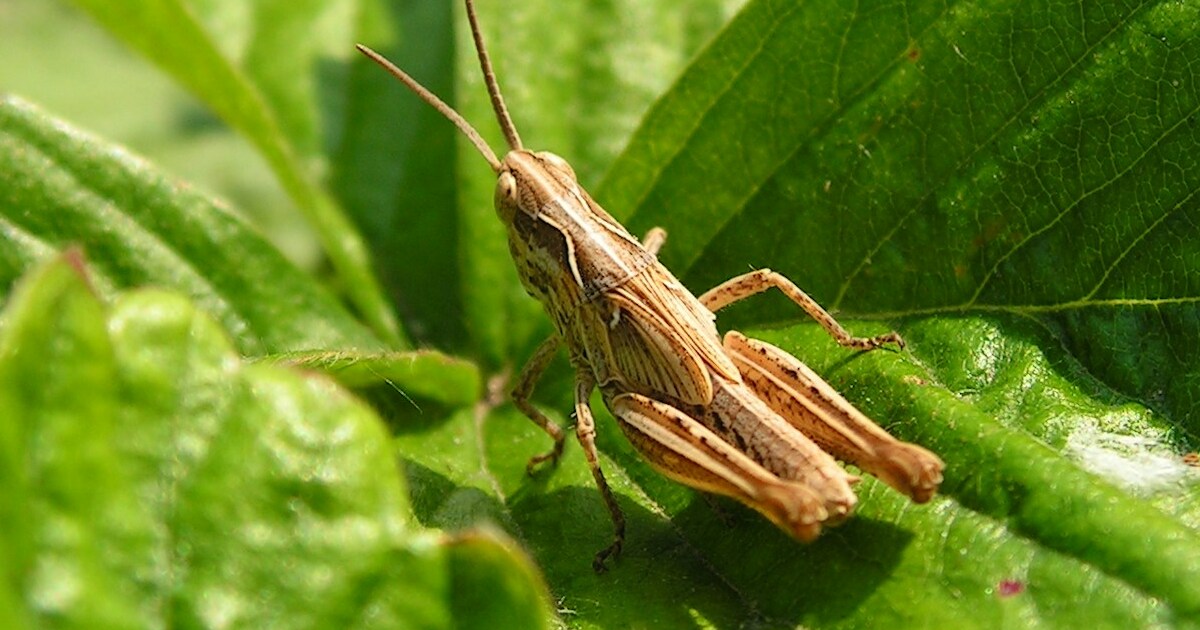 10 Ways To Get Rid Of Grasshoppers From Your Garden - The Garden Magazine