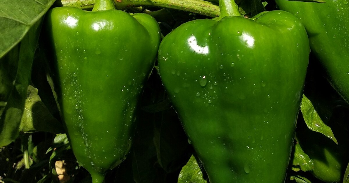 Your Peppers Are Perennials! Here’s How You Can Overwinter Them - The ...