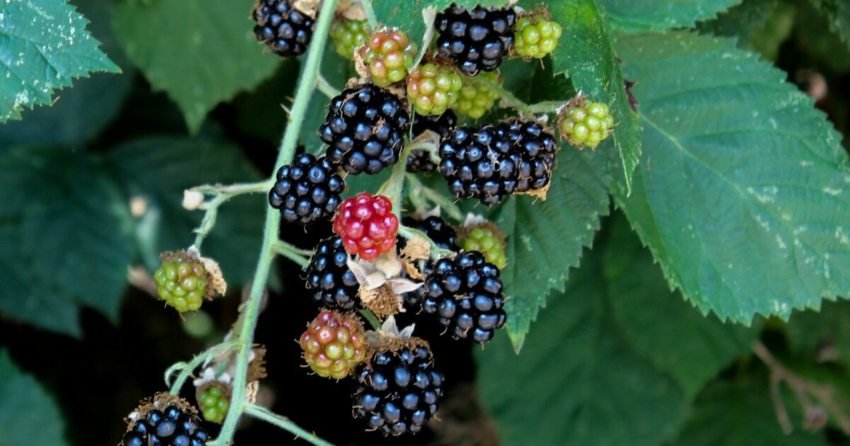 8 Reasons Why You Should Be Careful Growing Invasive Blackberries - The ...