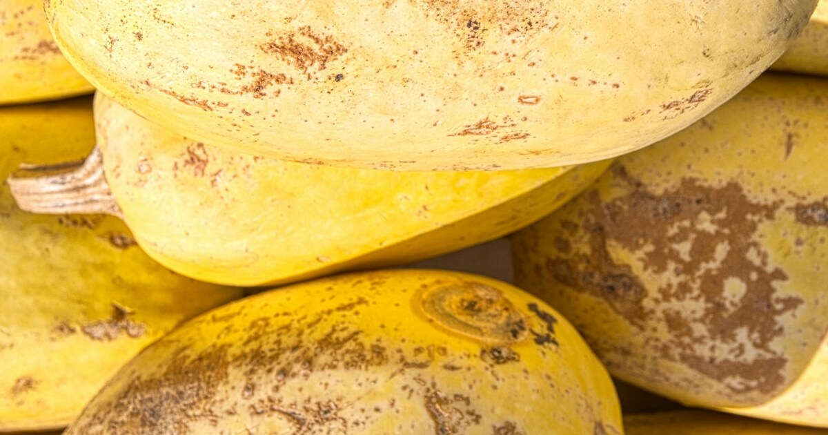 11 Mistakes To Avoid While Growing A Squash Garden This Year - The ...