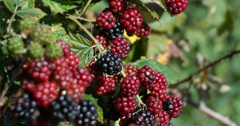 8 Reasons Why You Should Be Careful Growing Invasive Blackberries - The ...