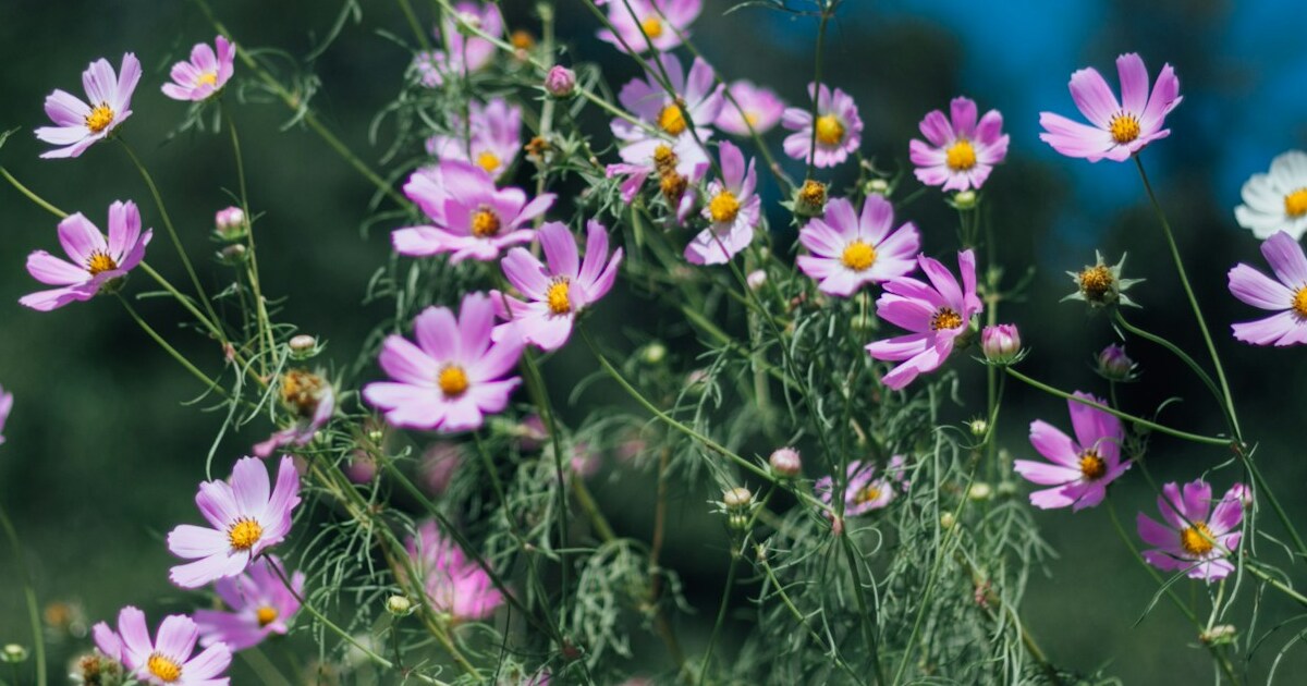 12 Gardening Tips For Growing Full Blooming Cosmos Flowers - The Garden ...