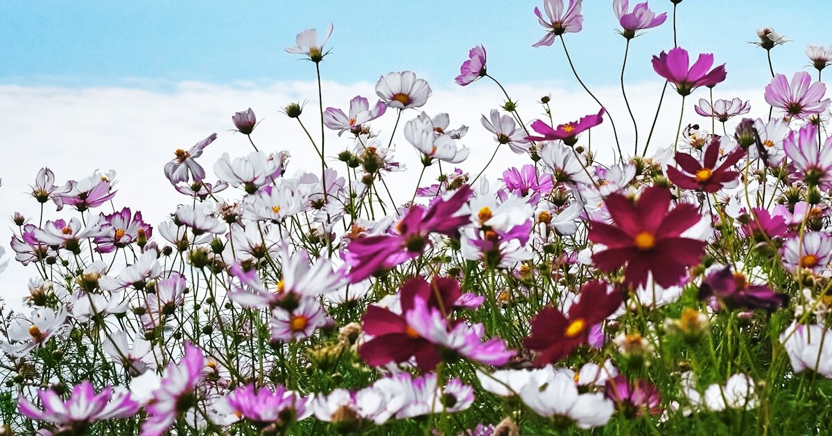 14 Companion Plants That Grow Perfectly With Calendula - The Garden ...