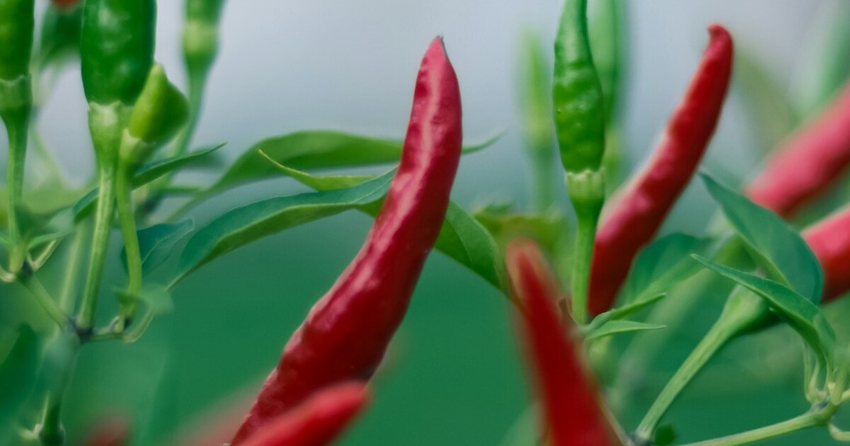 9 Ways To Grow A Gigantic Chili Pepper Garden - The Garden Magazine