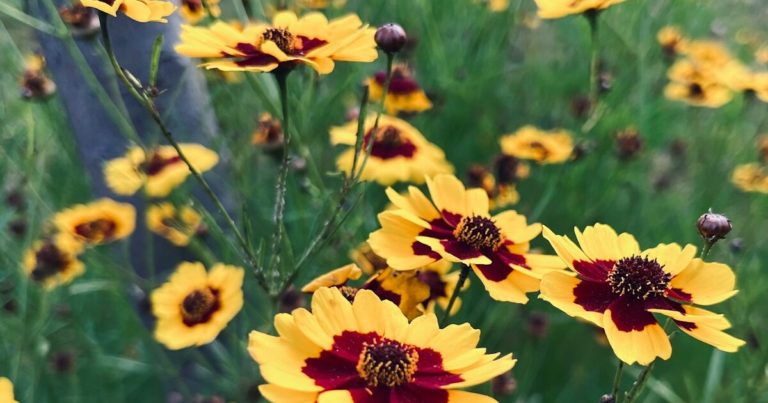 Top 15 Flowers That Bloom Beautifully in August - The Garden Magazine