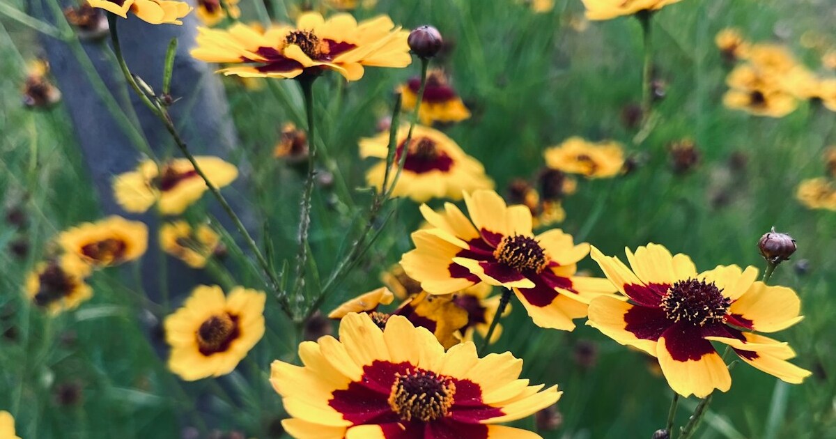 Top 15 Flowers That Bloom Beautifully in August - The Garden Magazine
