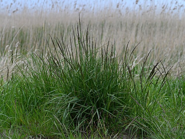 9 Reasons Your Lawn Is Starting To Turn Yellow - The Garden Magazine