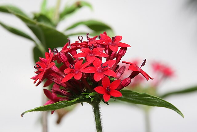 15 Stunning Red Flowering Plants You Should Have By Your Front Door ...