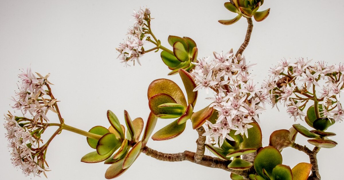 15 Houseplants That Can Live 50+ Years - The Garden Magazine