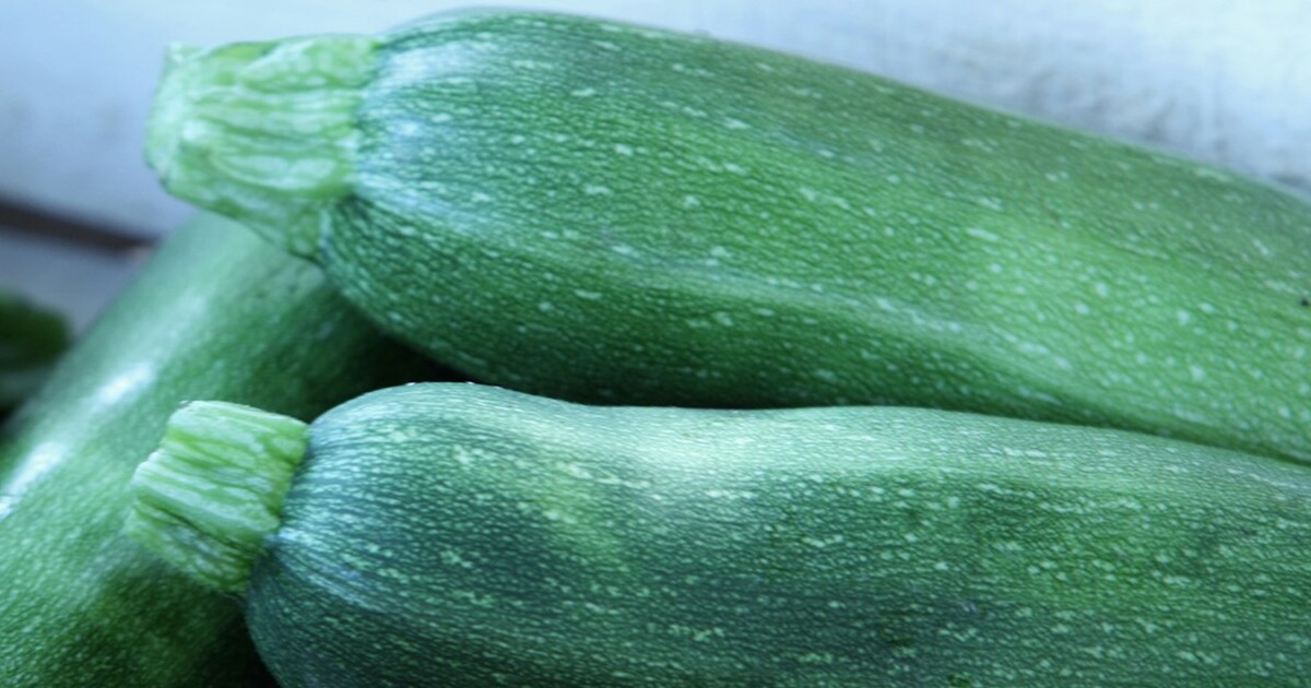 9 Signs That Your Zucchini Is Ready For Harvesting - The Garden Magazine