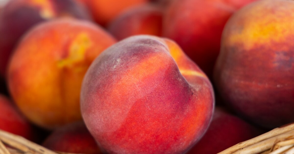 10 Signs Your Peaches Are Ready To Be Harvested - The Garden Magazine