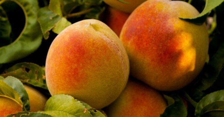 10 Signs Your Peaches Are Ready To Be Harvested - The Garden Magazine