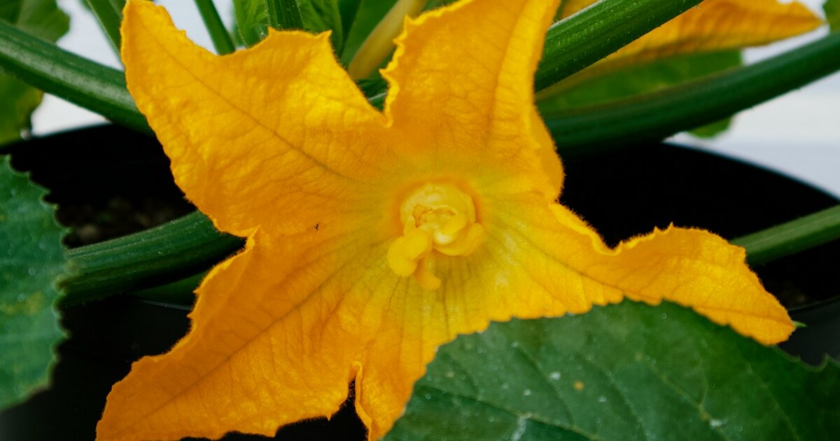 12 Reasons Why Your Zucchini Leaves Are Turning Yellow - The Garden ...