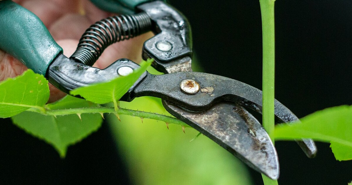 10 Must Know Gardening Tips For Growing English Ivy - The Garden Magazine