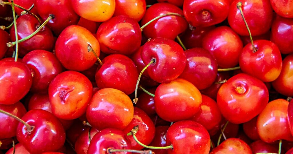 10 Gardening Tips For Growing Big Juicy Cherries - The Garden Magazine