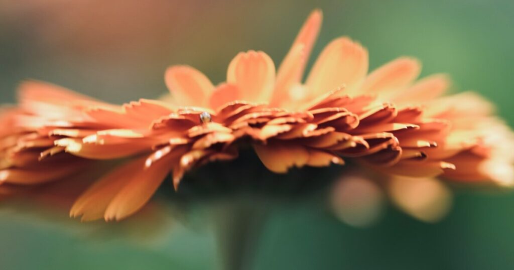 9 Signs Your Calendula Needs To Be Deadheaded - The Garden Magazine