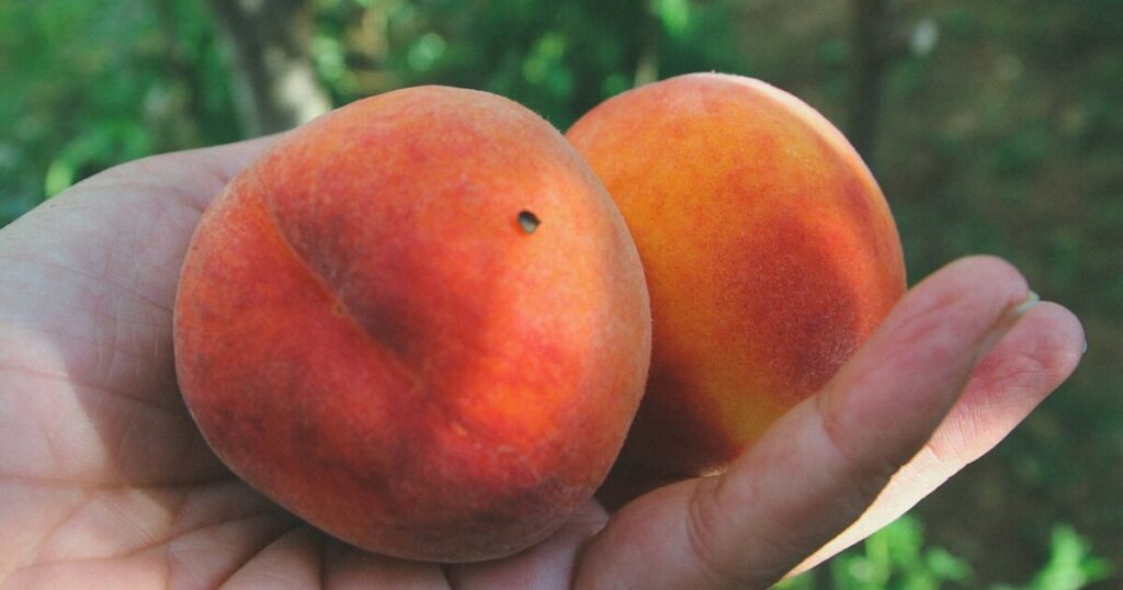 10 Signs Your Peaches Are Ready To Be Harvested - The Garden Magazine