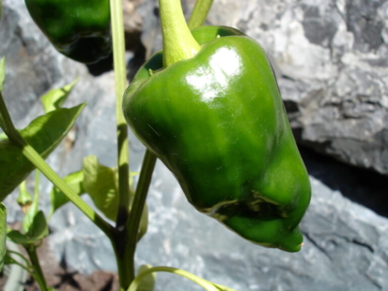 11 Gardening Tips For Growing The Perfect Poblano Peppers - The Garden ...
