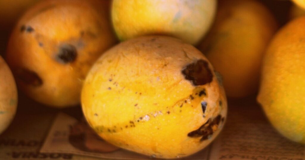 10 Things You Should Know Before Growing Your Own Mangoes - The Garden ...