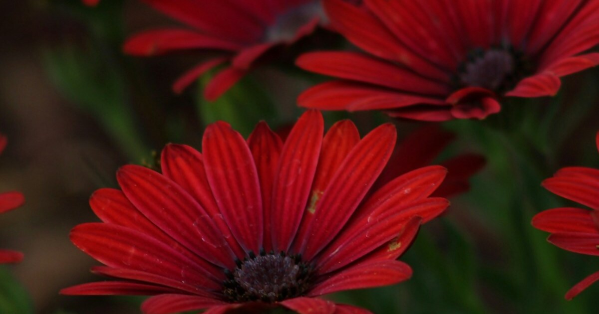 15 Red Flowers For A Dazzling Fall Garden - The Garden Magazine