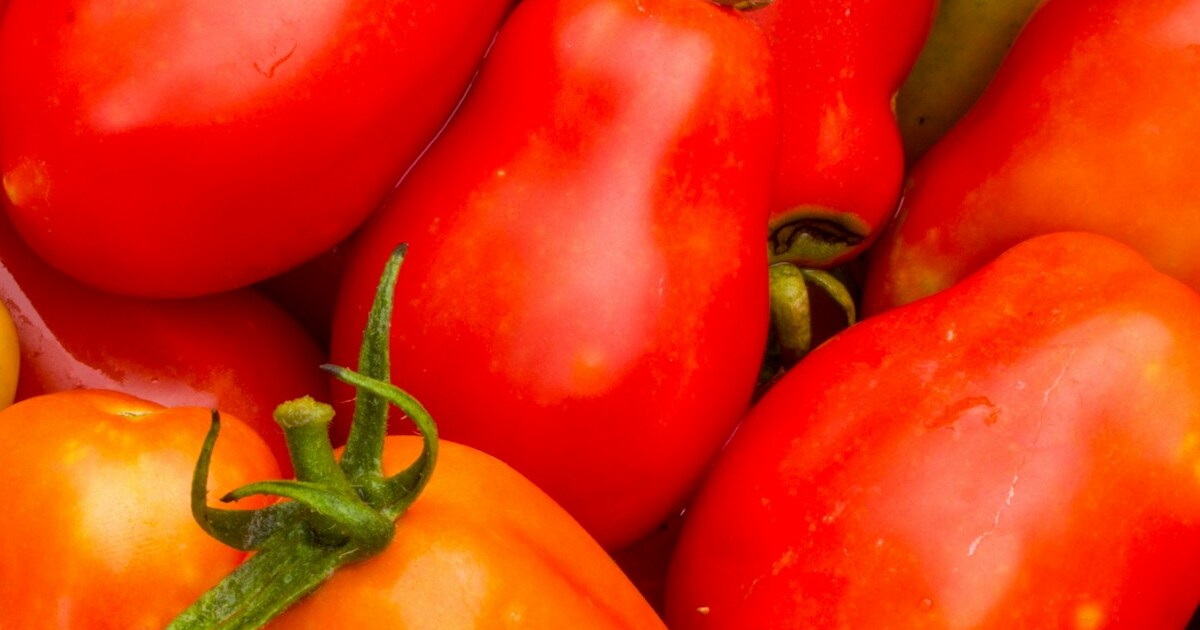 10 Gardening Tips For Growing The Perfect Roma Tomatoes - The Garden ...