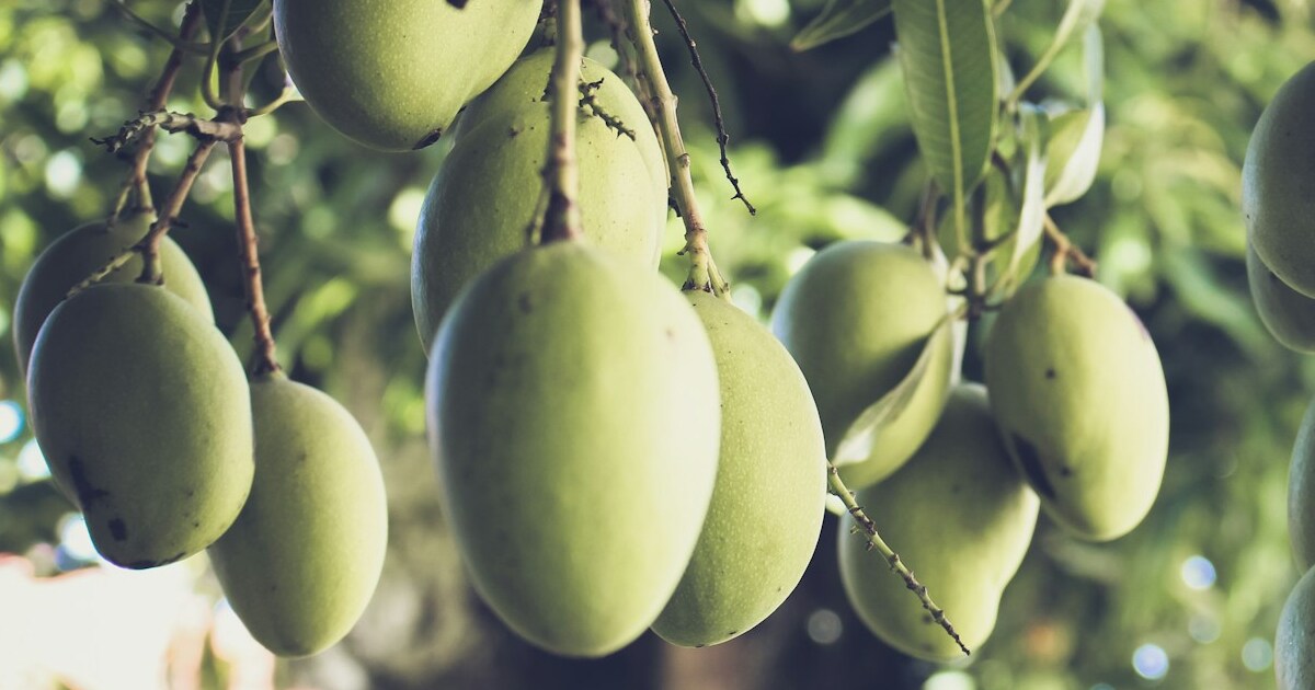 10 Things You Should Know Before Growing Your Own Mangoes - The Garden ...