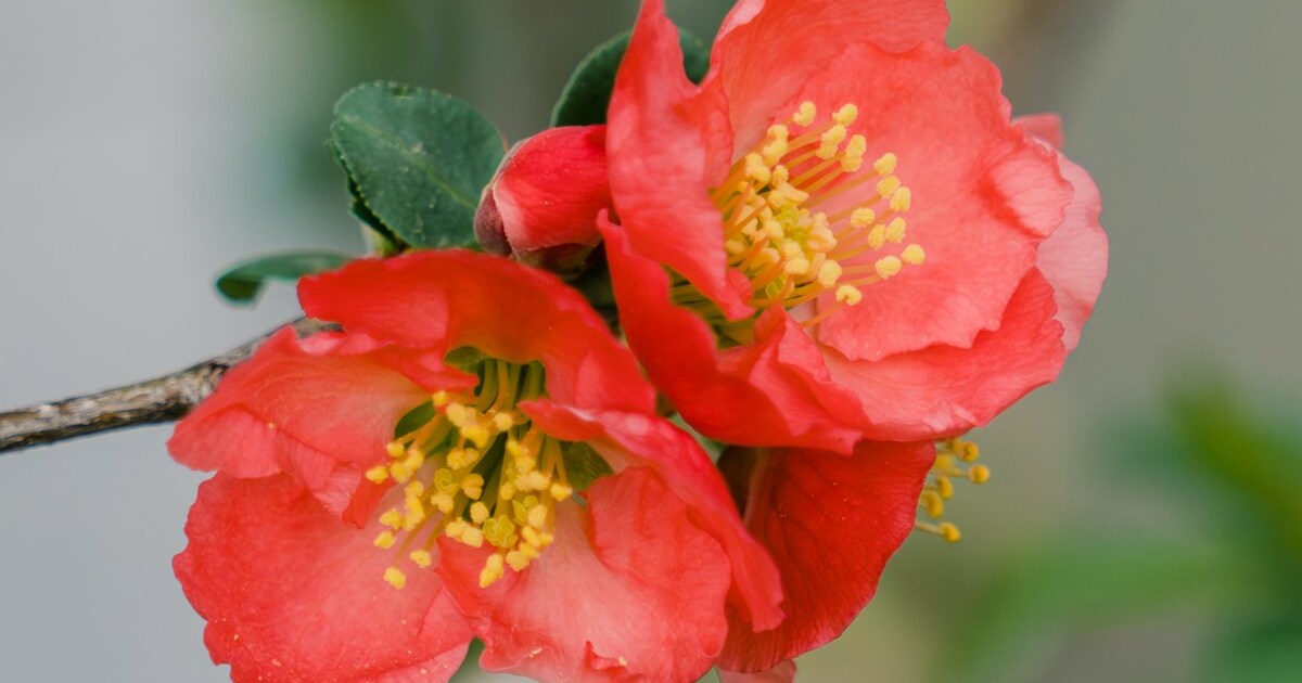11 Gardening Tips For Growing Beautiful Blooming Quince Bushes - The ...