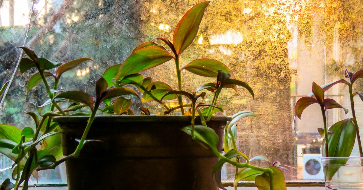 10 Easy Tips For Growing Your Own Wandering Jew Plants - The Garden ...