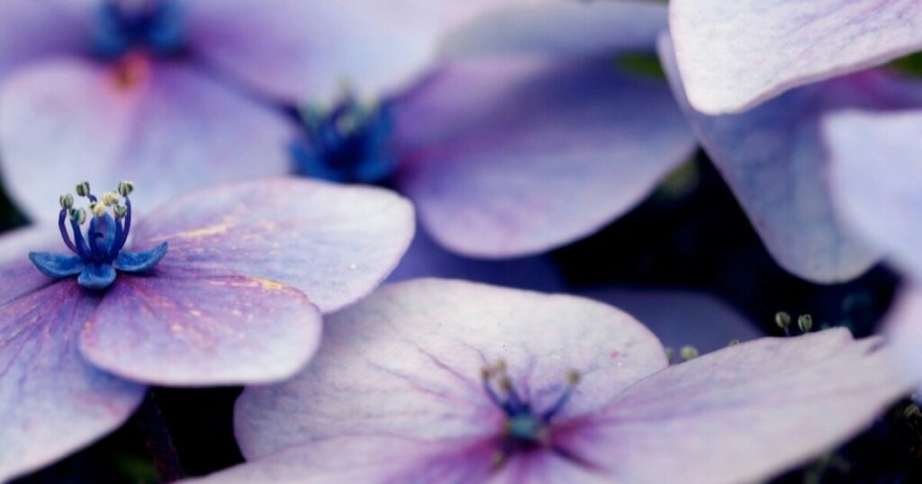 12 Tips For Growing A Beautiful And Big Periwinkle Garden - The Garden ...