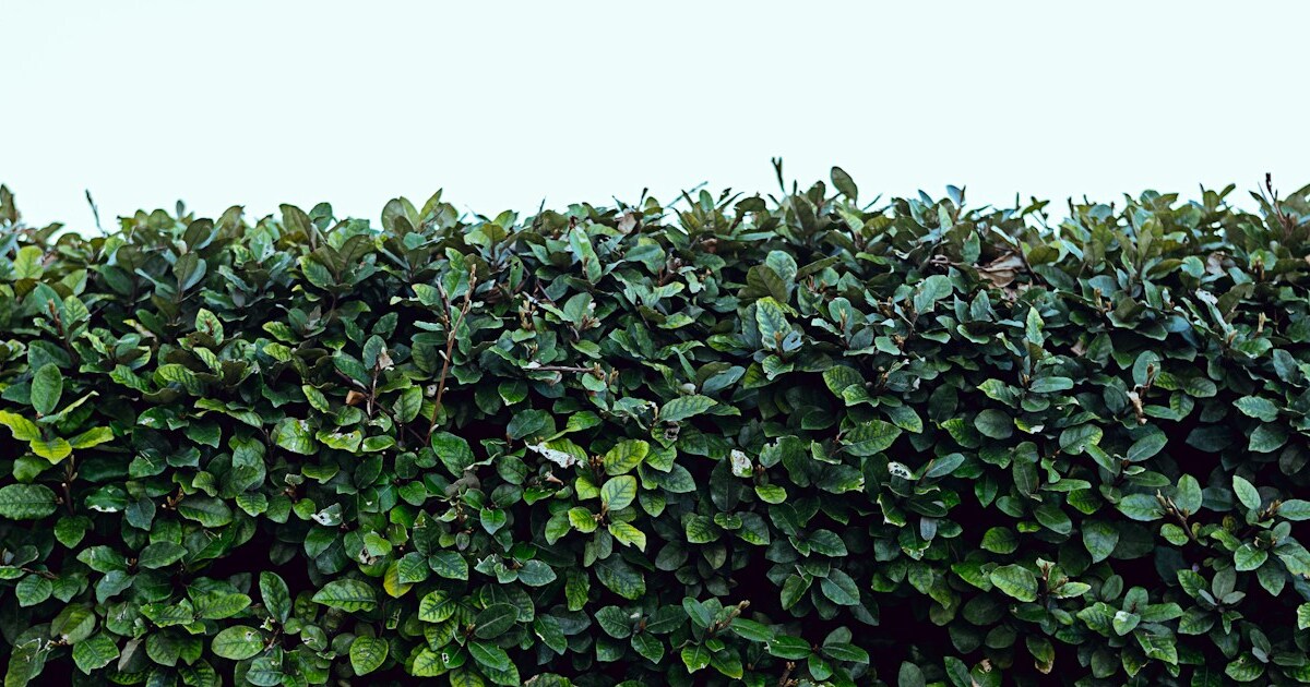 10 Important Reasons Why You Should Trim Your Hedges - The Garden Magazine