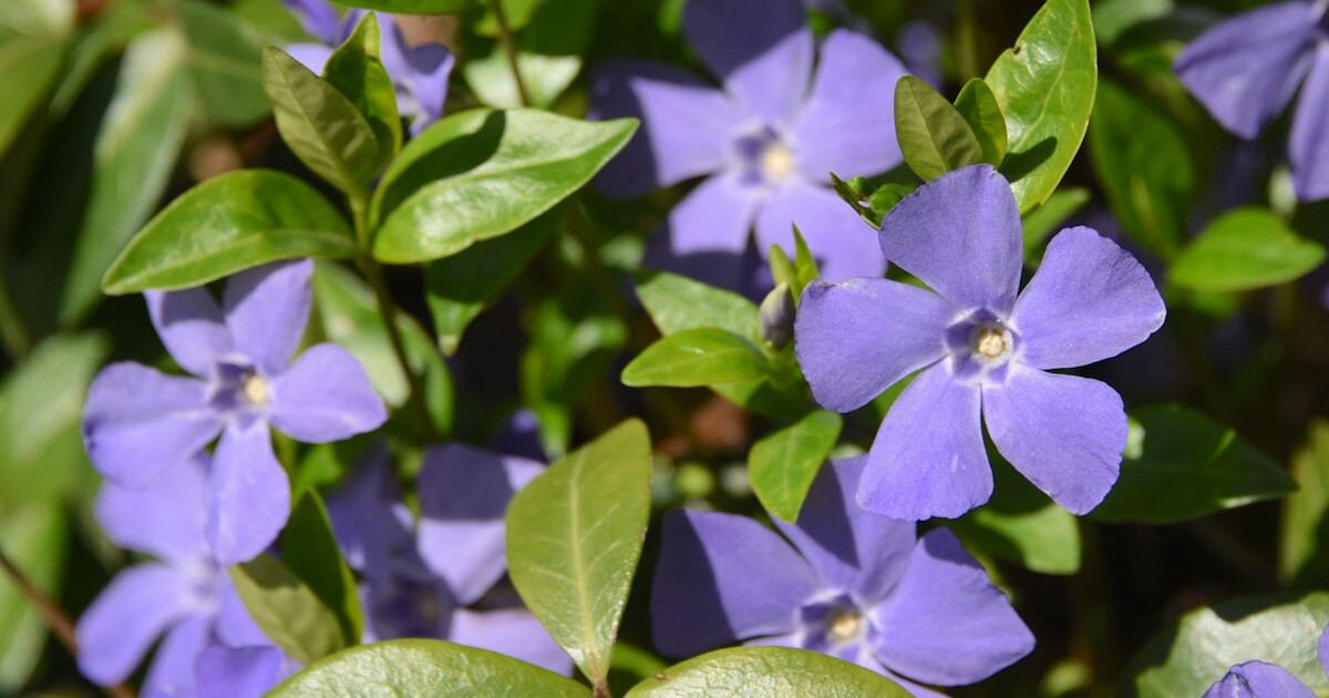12 Tips For Growing A Beautiful And Big Periwinkle Garden - The Garden ...