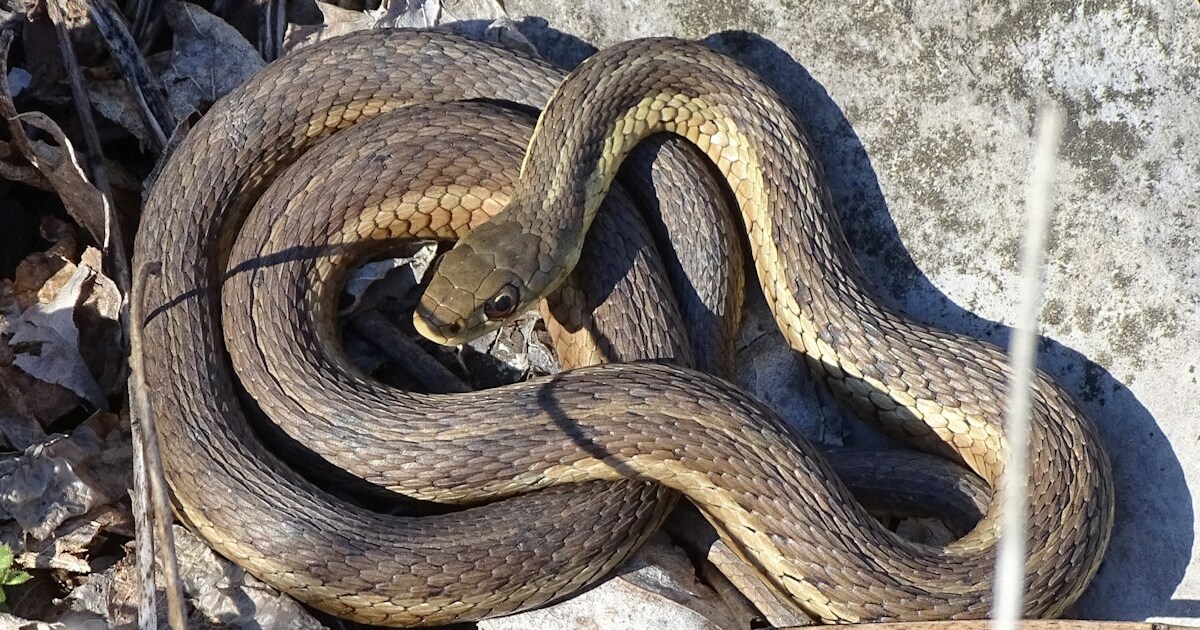 10 Gardening Tips For Keeping Snakes Out Of Your Garden - The Garden ...