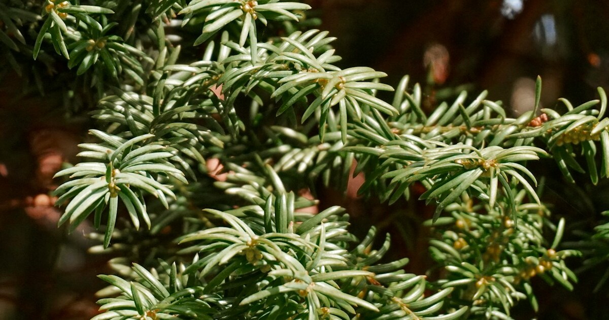 13 Trees That Provide Food and Shelter for Wildlife During Fall and ...