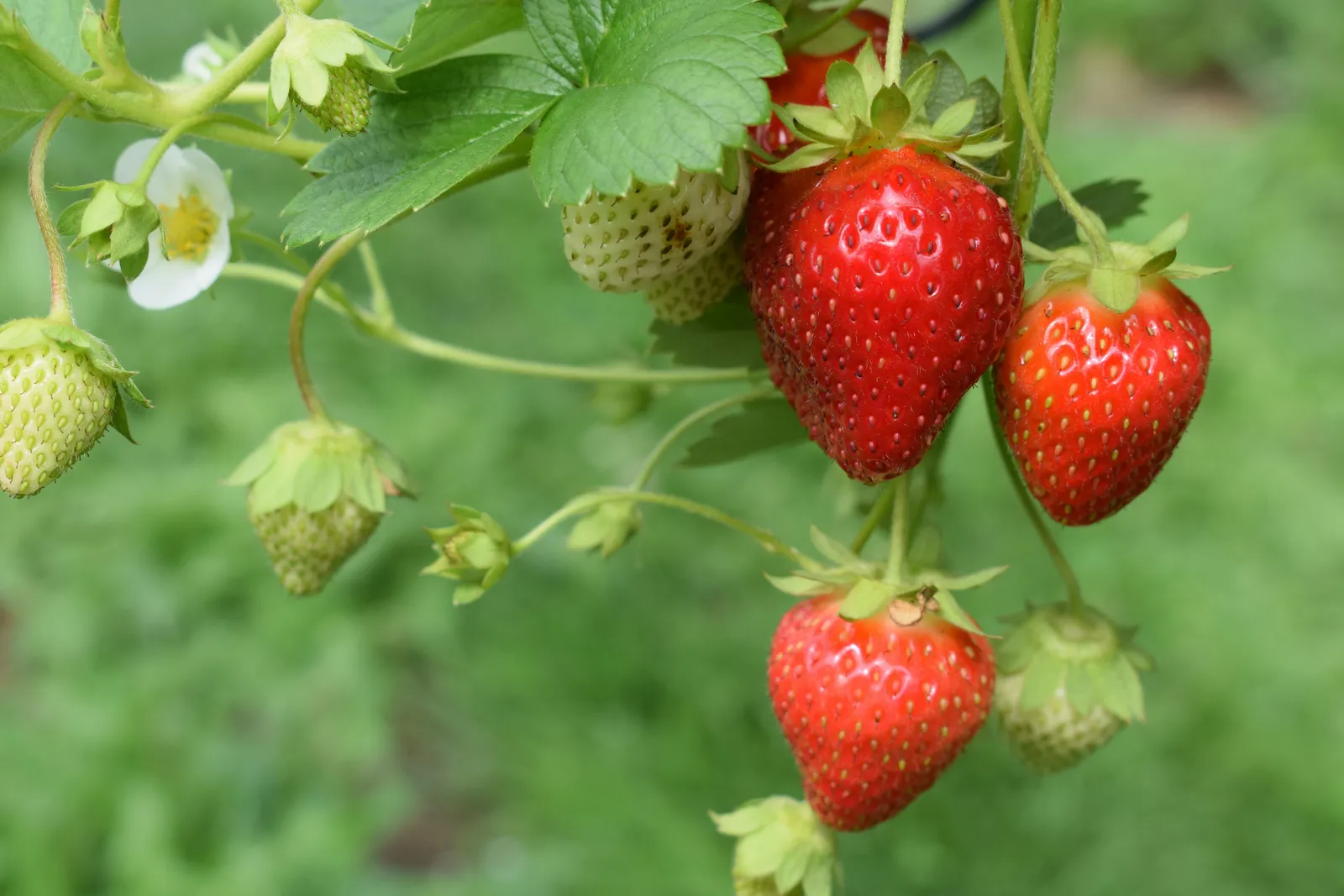 Strawberries Deliver Edible Ground Cover in Gardens - The Garden Magazine